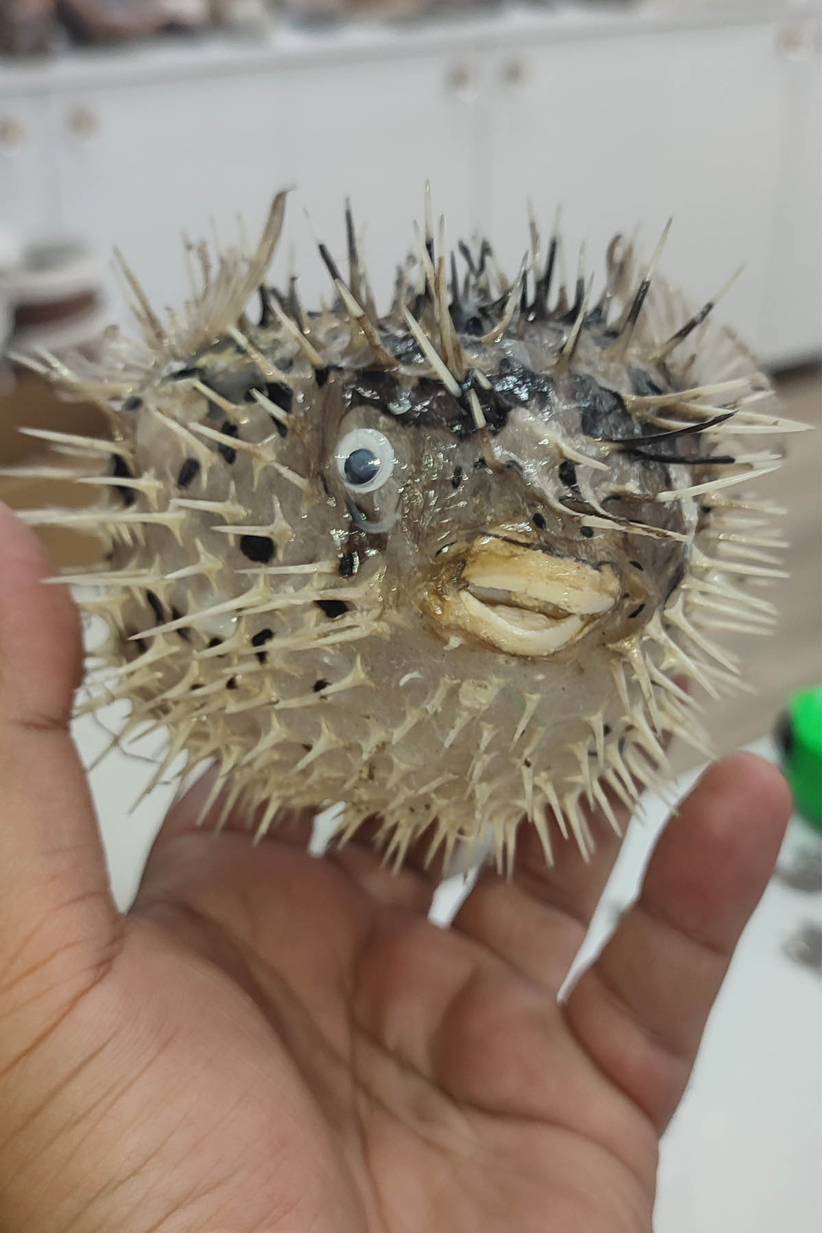 Dikenli Balon Balığı Tamamen Natural – TAŞCIZADE