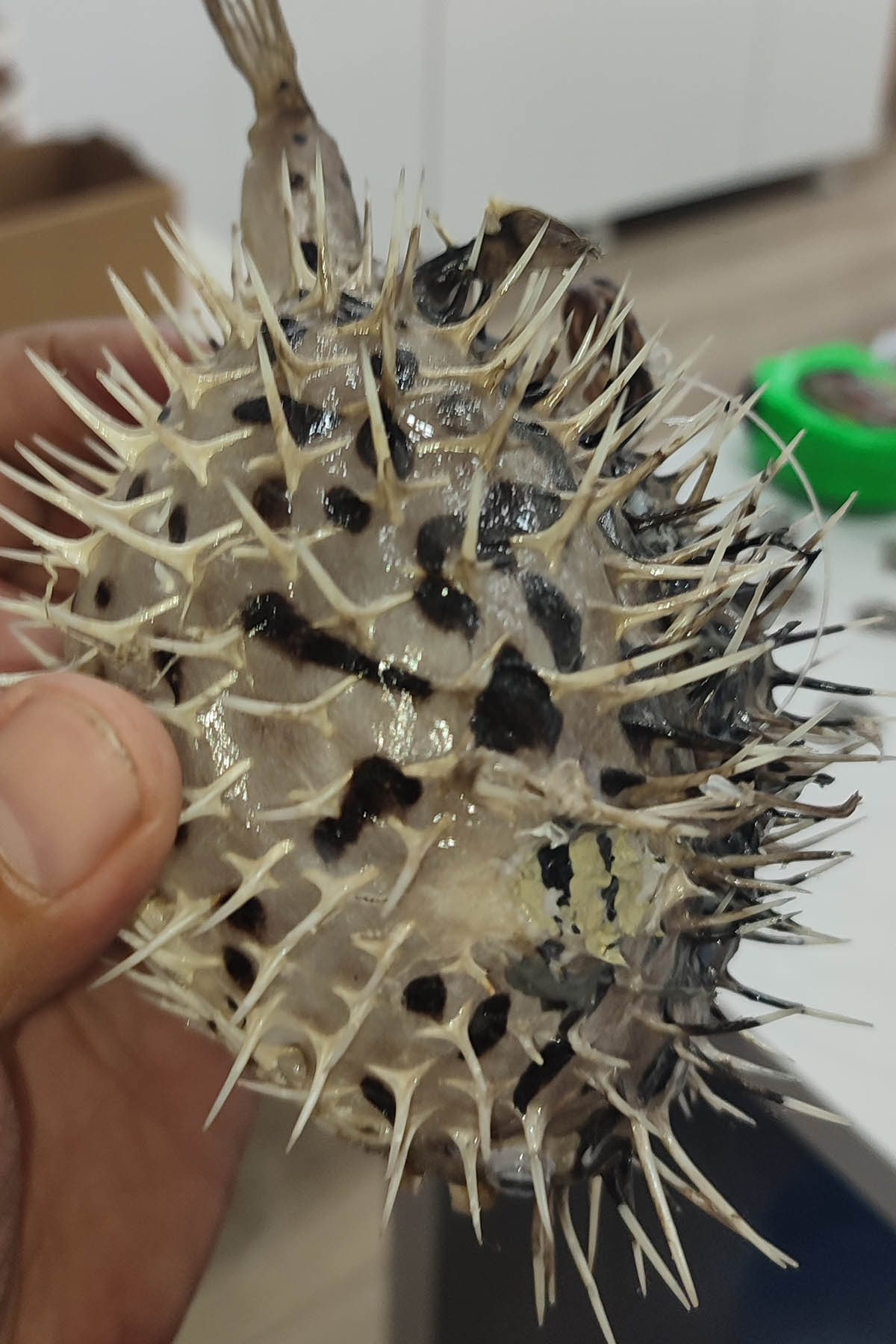 Dikenli Balon Balığı Tamamen Natural - TAŞCIZADE